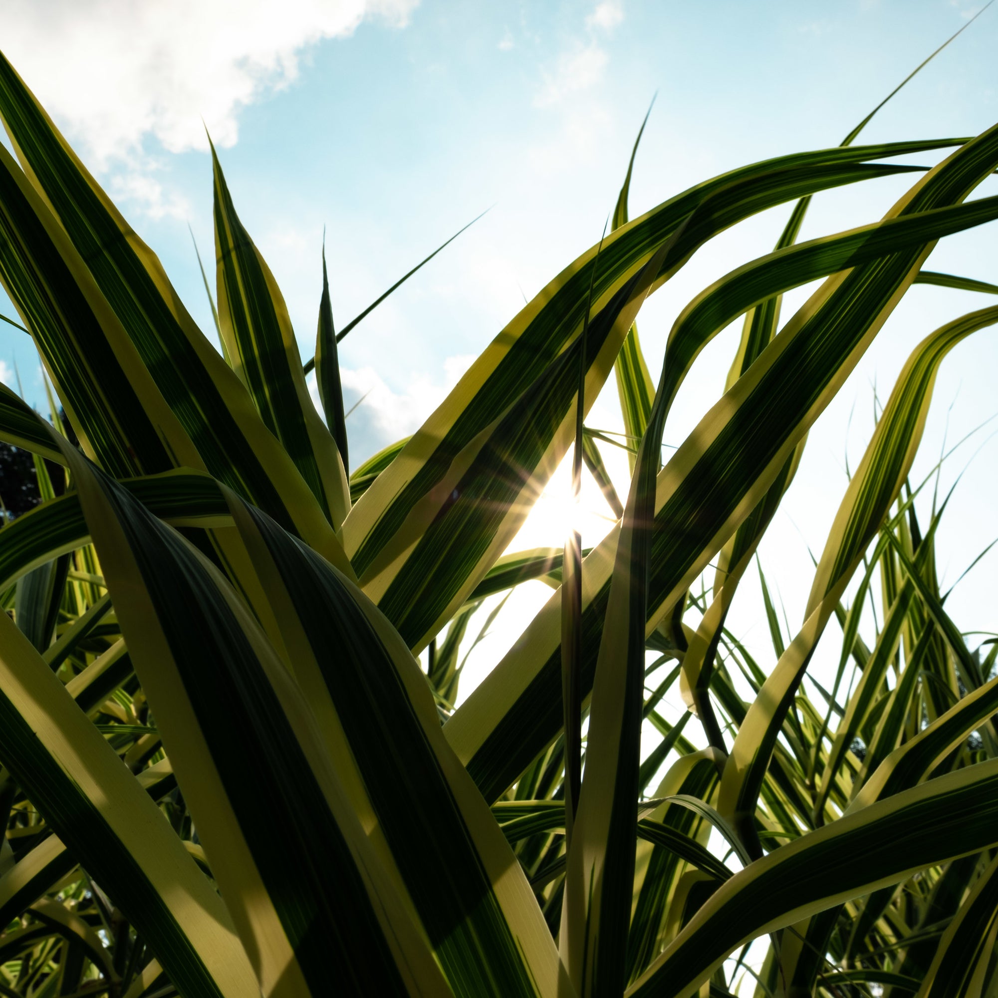 Supasoils Landscape Supplies — Supa Soils Landscape Supplies